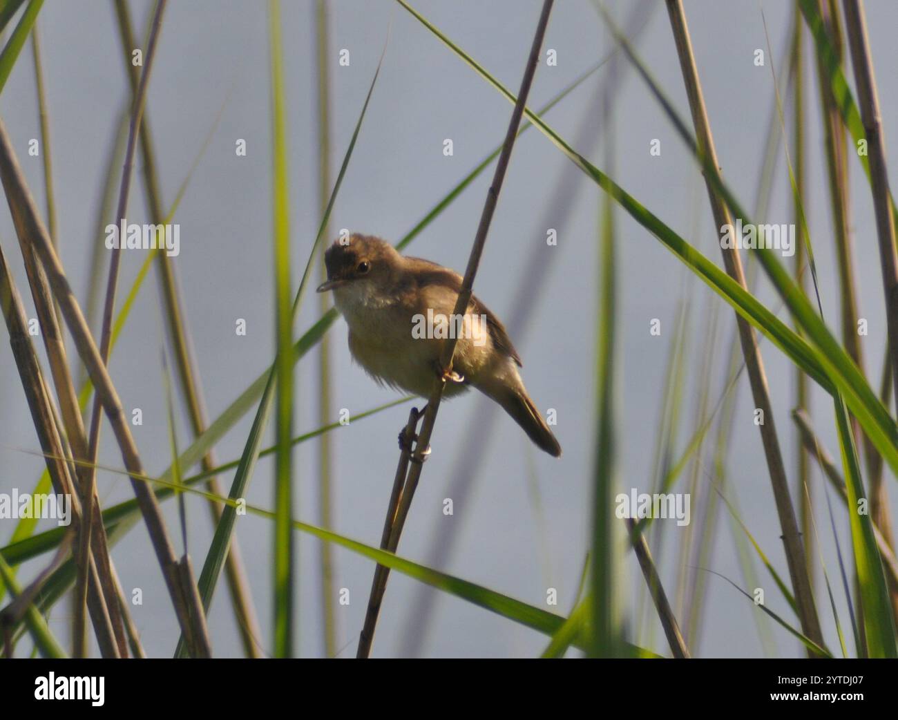 Common Reed Warbler (Acrocephalus scirpaceus Stock Photo - Alamy