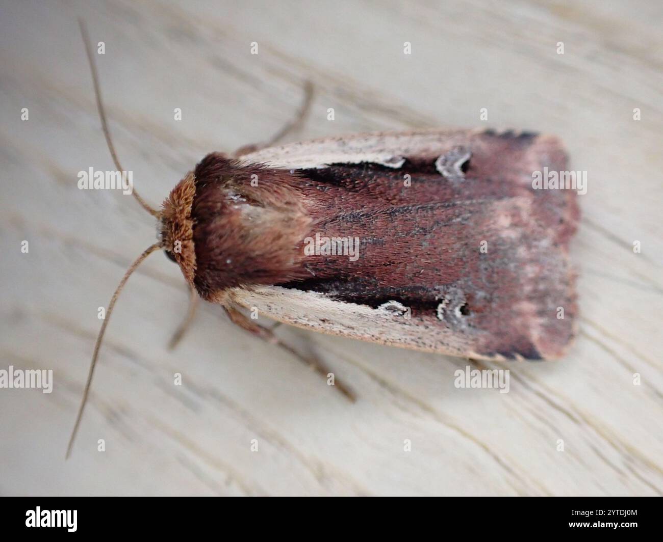 Flame Shoulder Moth (Ochropleura plecta Stock Photo - Alamy