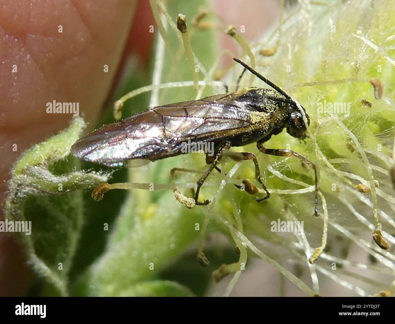 Common Sawflies (Tenthredinidae Stock Photo - Alamy