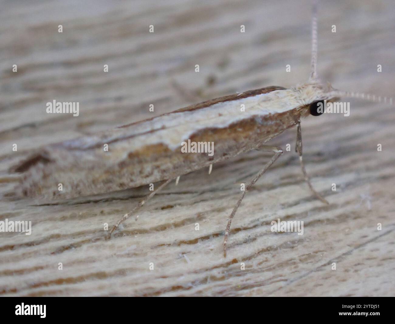Diamondback Moth (Plutella xylostella Stock Photo - Alamy