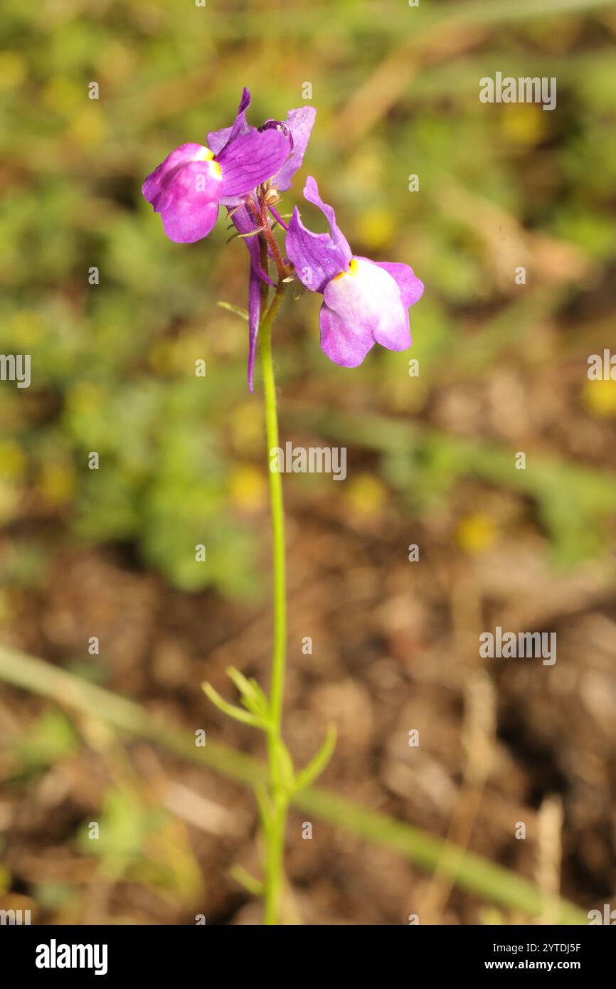 Annual Toadflax (Linaria maroccana Stock Photo - Alamy