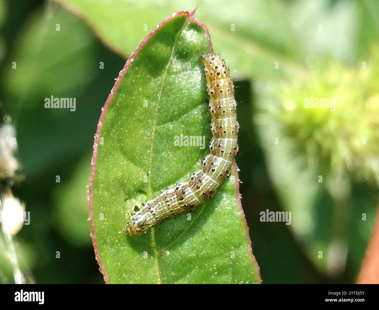 Cotton Bollworm Moth (Helicoverpa armigera Stock Photo - Alamy