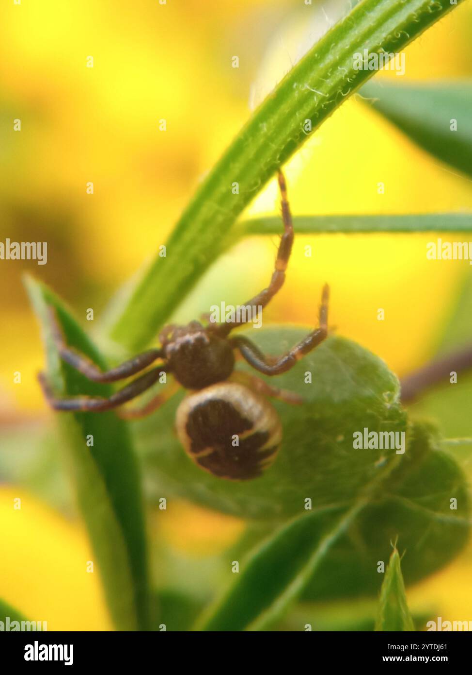 Napoleon Spider (Synema globosum Stock Photo - Alamy