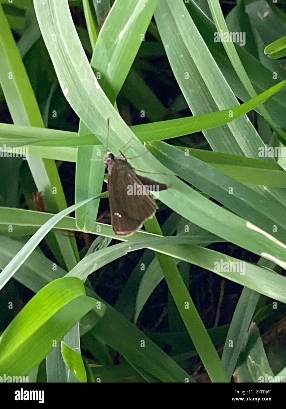 Three-spotted Skipper (Cymaenes tripunctus Stock Photo - Alamy