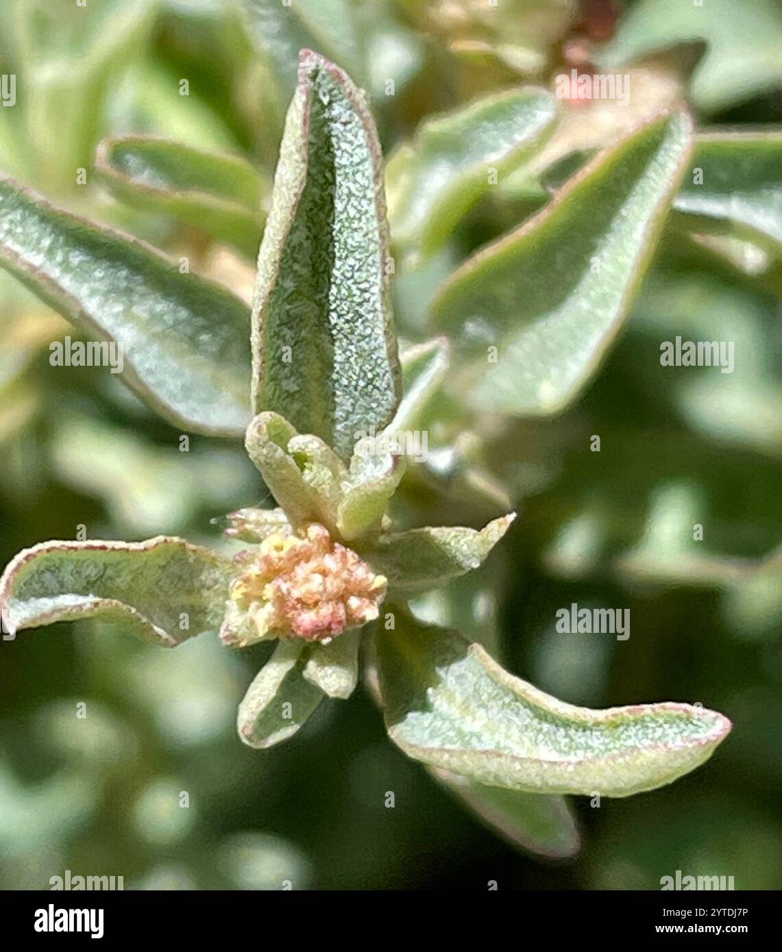 berry saltbush (Atriplex semibaccata Stock Photo - Alamy