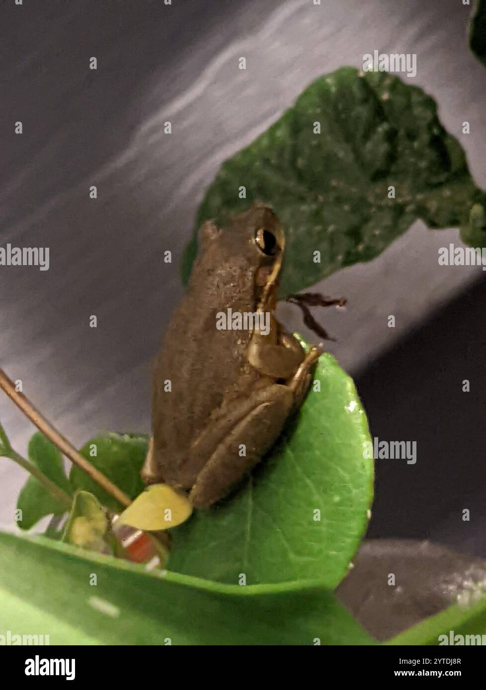 Cuban Tree Frog (Osteopilus septentrionalis Stock Photo - Alamy