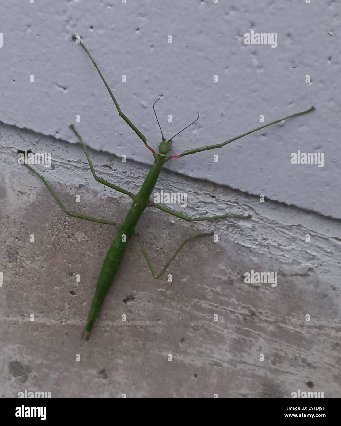 Acanthoxyla inermis hi-res stock photography and images - Alamy
