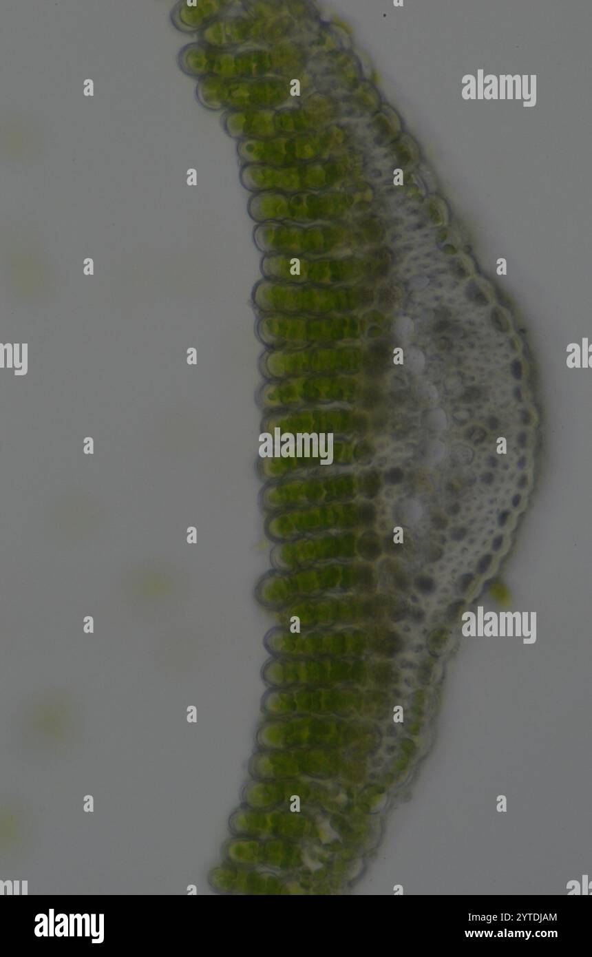 Long-stalked Haircap Moss (Polytrichum longisetum Stock Photo - Alamy