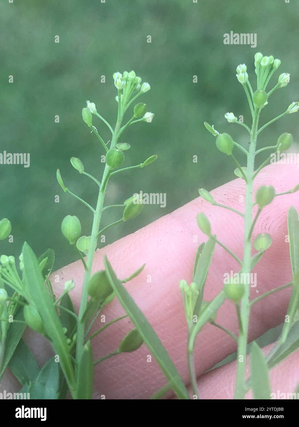 Common Peppergrass (Lepidium densiflorum Stock Photo - Alamy