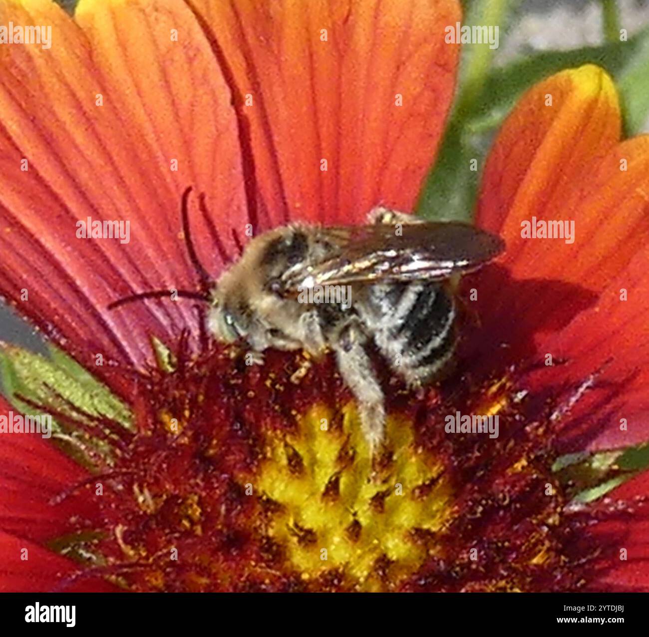 Melissodes communis hi-res stock photography and images - Alamy