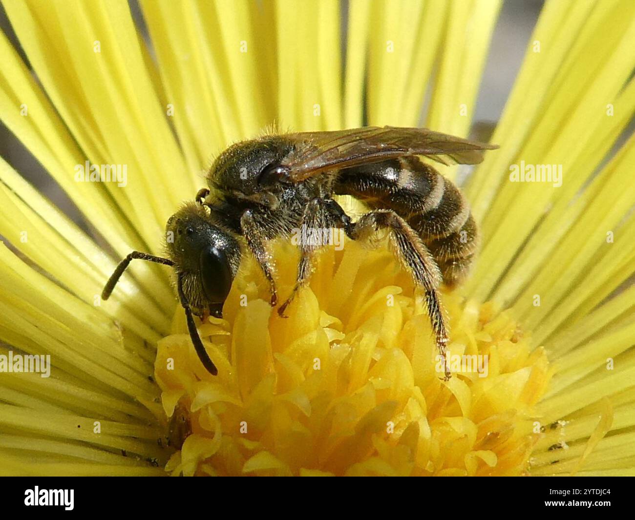 Confusing Furrow Bee (Halictus confusus Stock Photo - Alamy