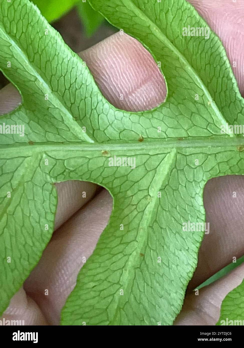 netted chain fern (Woodwardia areolata Stock Photo - Alamy