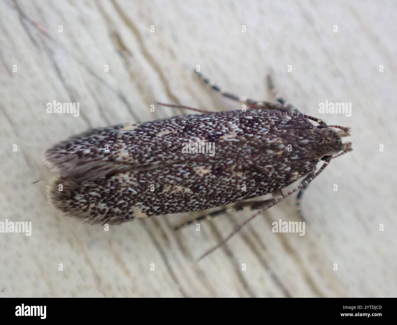 Dark Groundling (Bryotropha affinis Stock Photo - Alamy