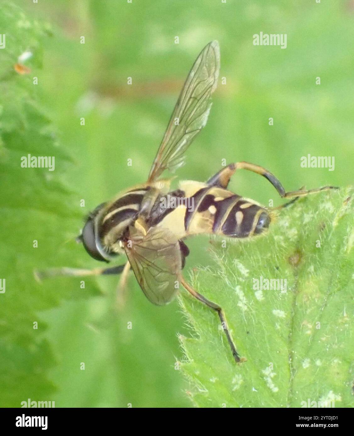 Sun Fly (Helophilus pendulus Stock Photo - Alamy
