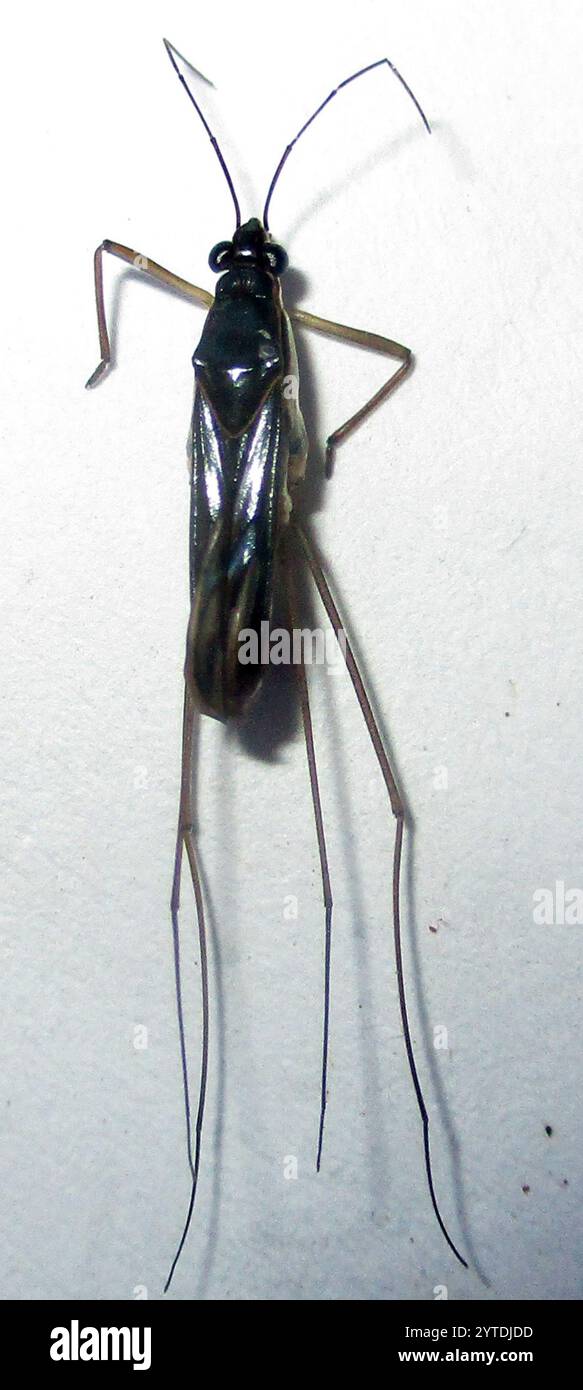 Limnogonus hi-res stock photography and images - Alamy