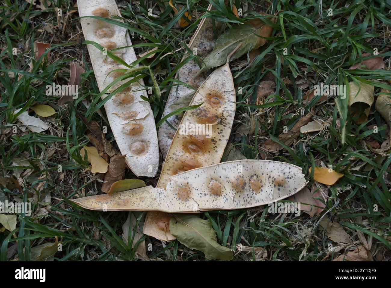 Pods from the Albizia lebbeck tree is brown and long with seeds inside ...