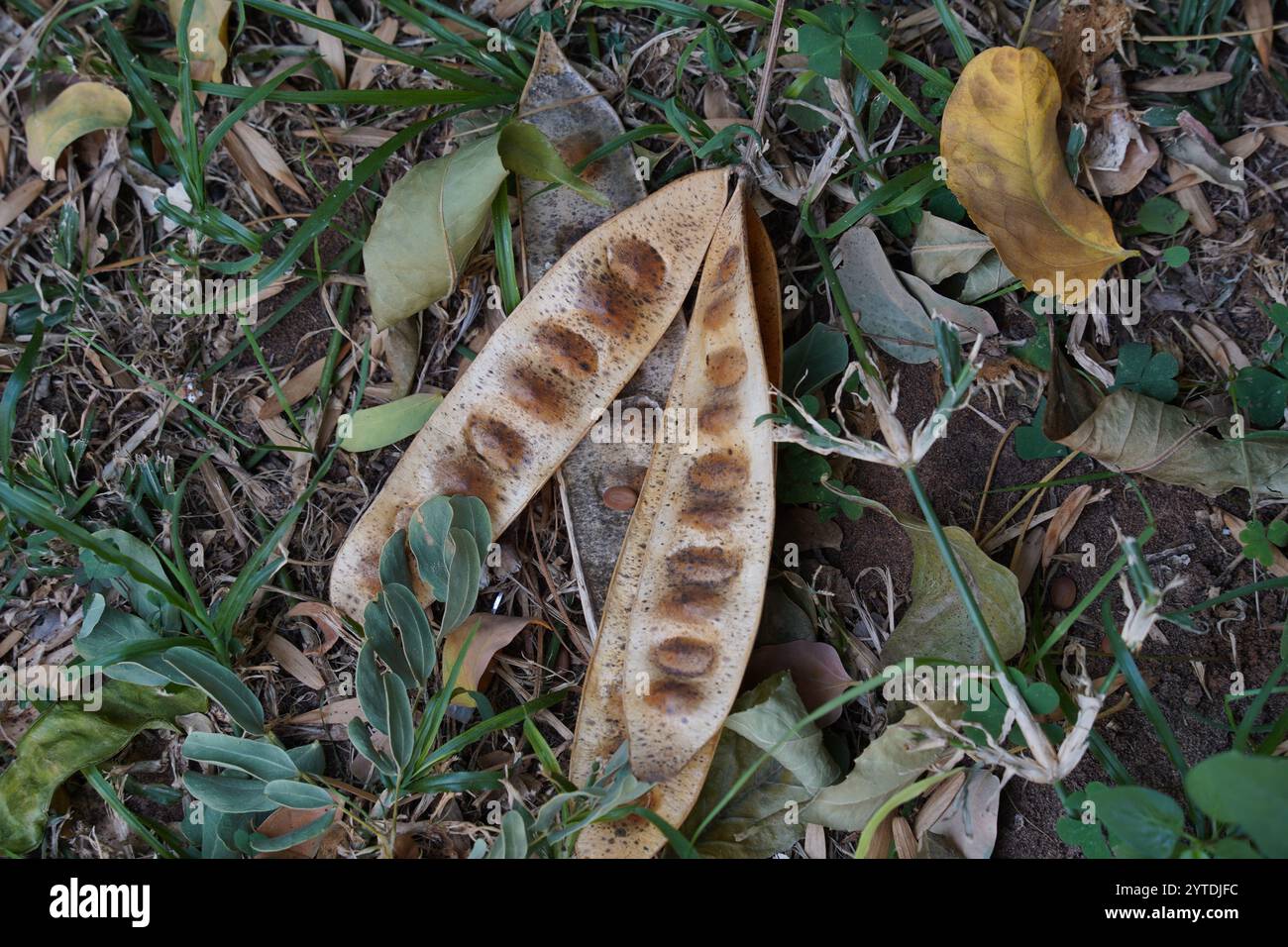 Pods from the Albizia lebbeck tree is brown and long with seeds inside ...