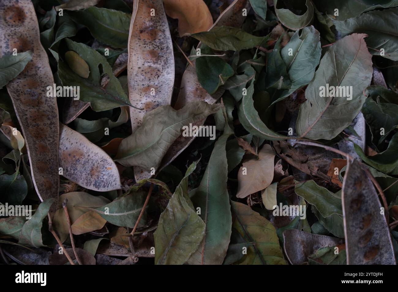 Pods from the Albizia lebbeck tree is brown and long with seeds inside ...
