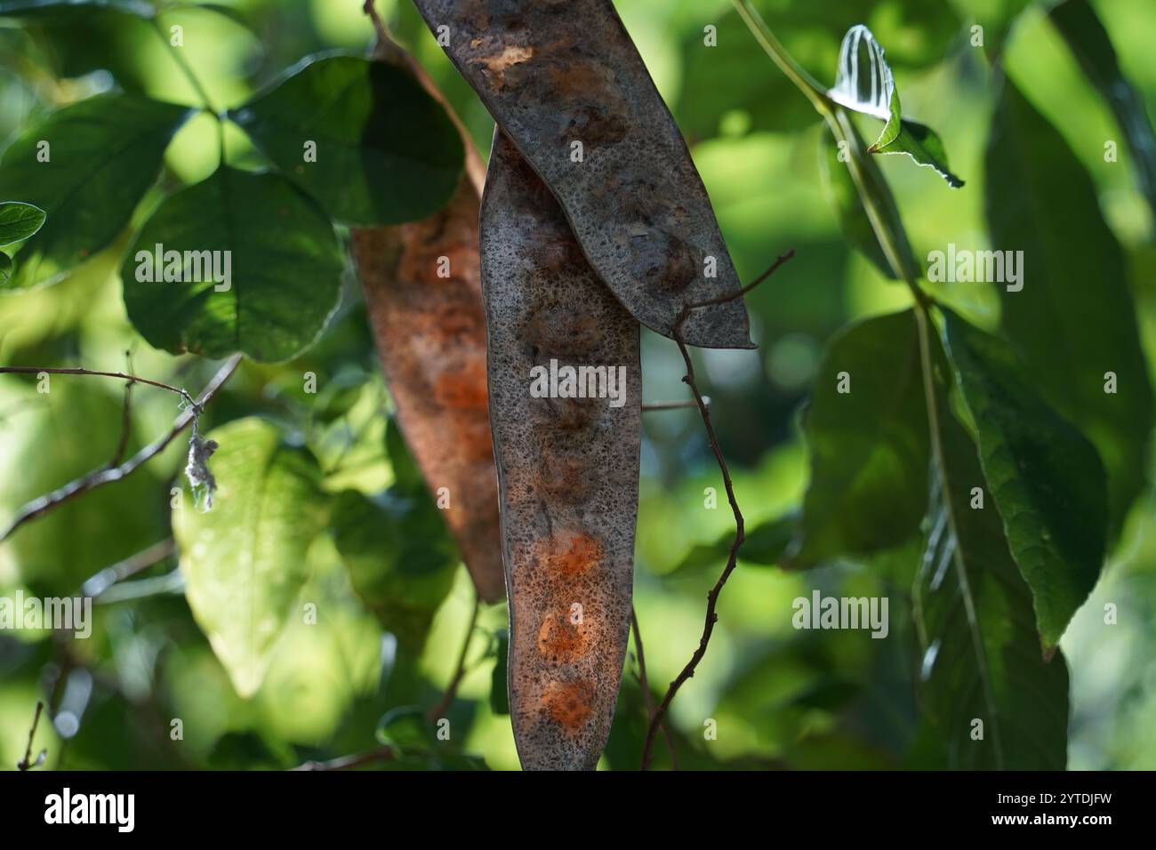 Pods from the Albizia lebbeck tree is brown and long with seeds inside ...