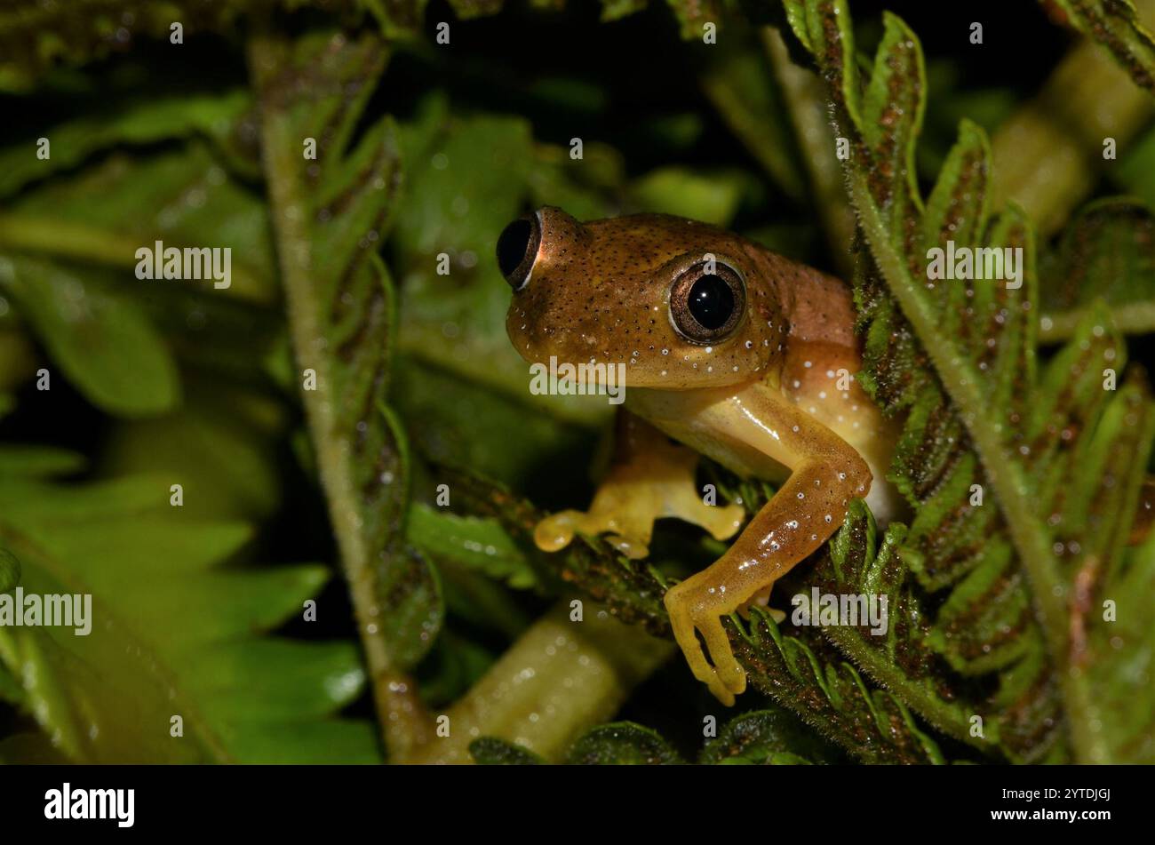 Afrixalus hi-res stock photography and images - Alamy