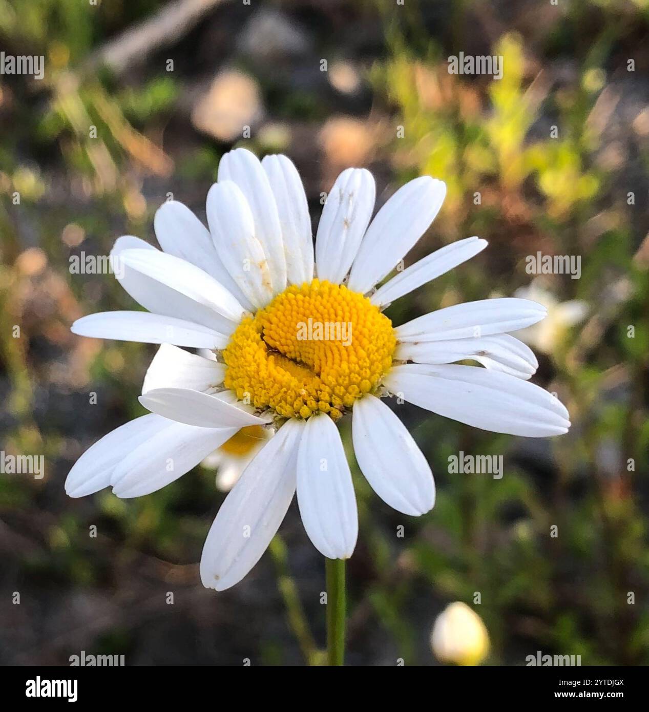 Oxeye daisy (Leucanthemum ircutianum Stock Photo - Alamy