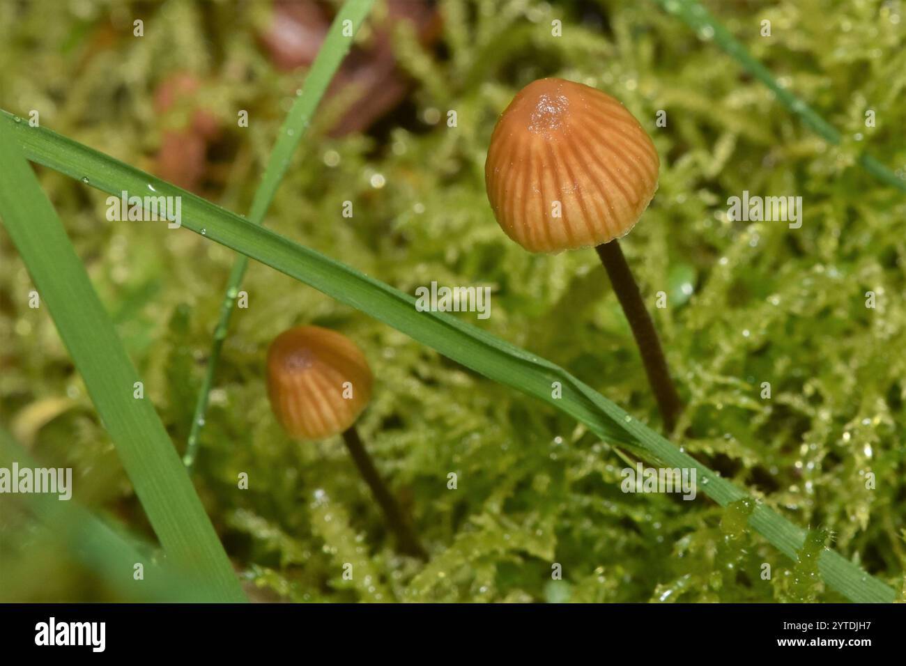Moss Bell (Galerina hypnorum Stock Photo - Alamy