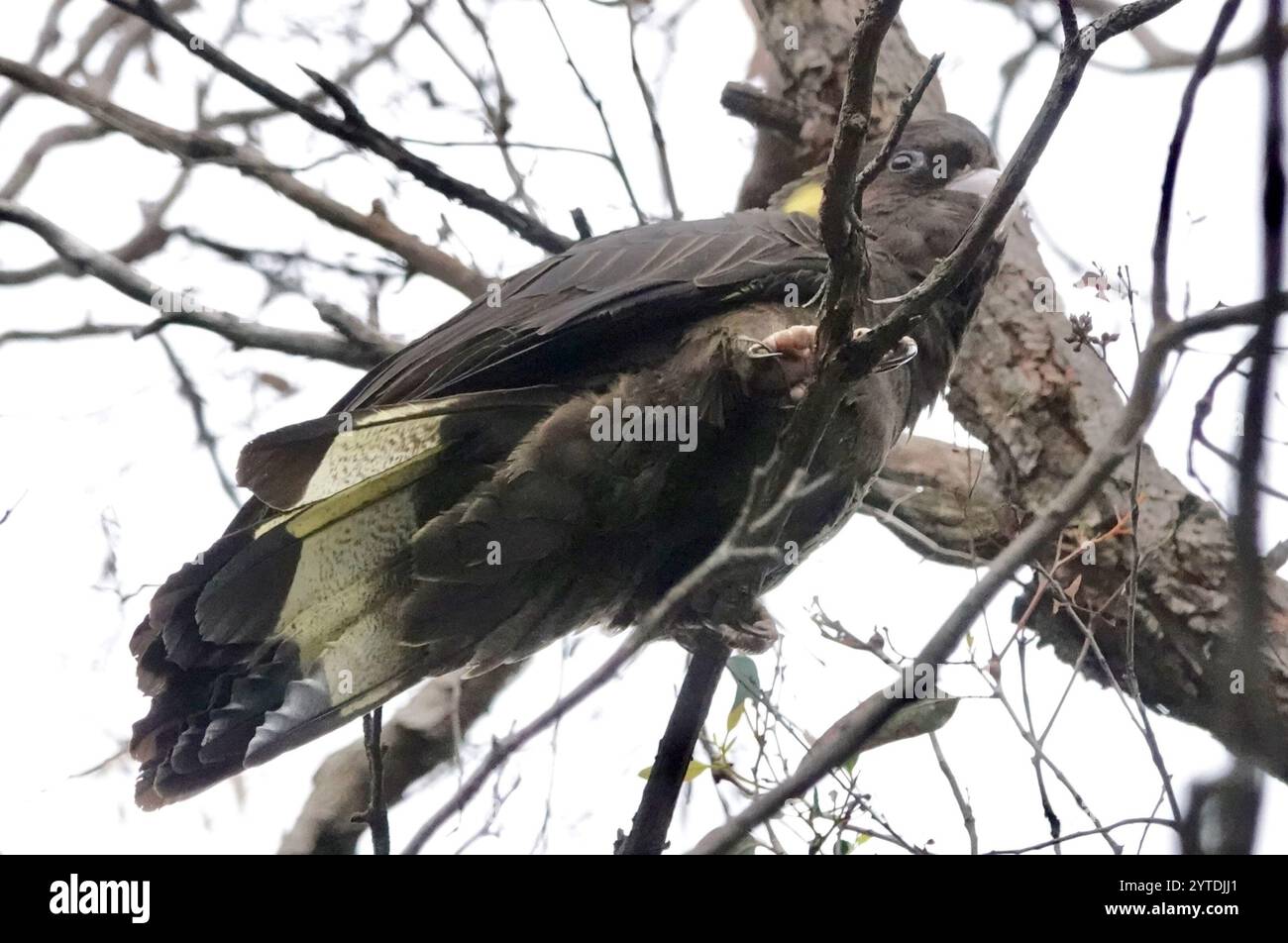 Yellow-tailed Black Cockatoo (Zanda funerea Stock Photo - Alamy