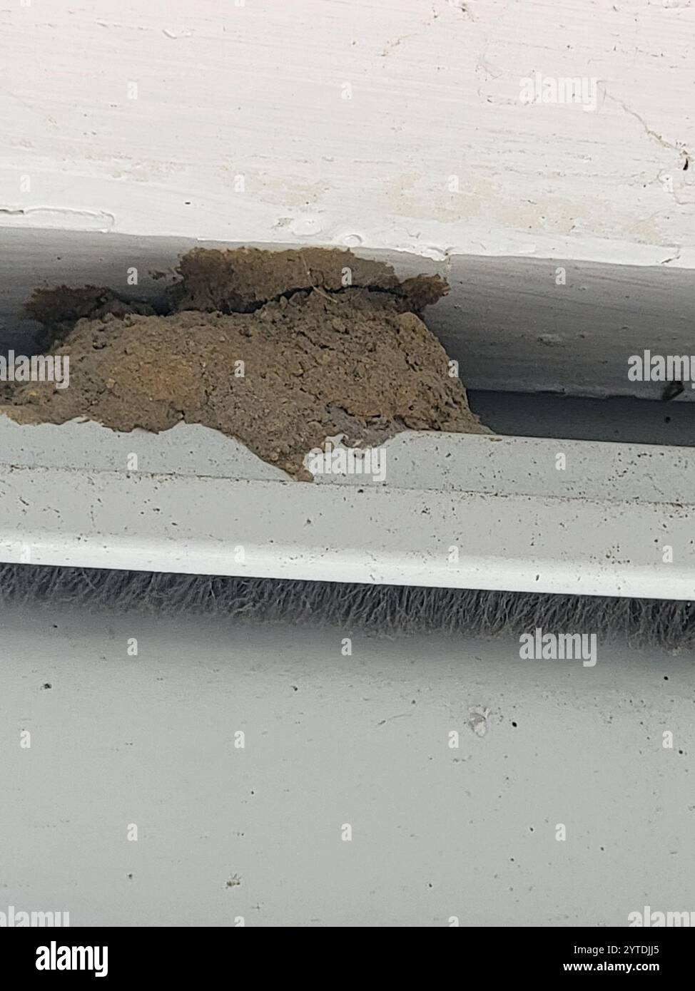 Organ-pipe Mud-dauber Wasp (Trypoxylon politum Stock Photo - Alamy