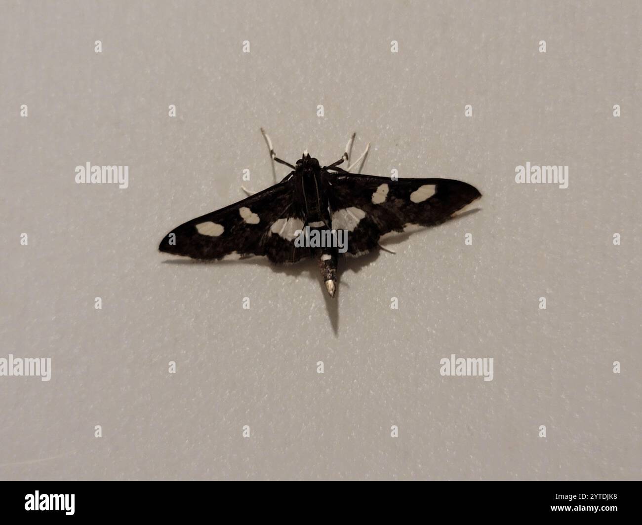 Grape Leaffolder and Leafroller Moths (Desmia funeralis Stock Photo - Alamy