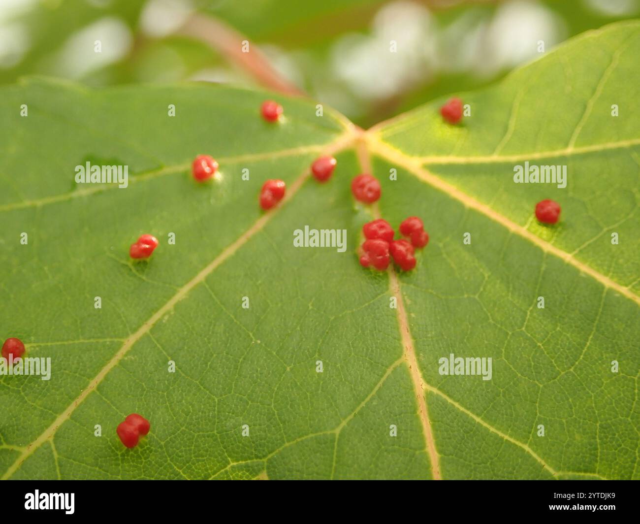 Maple Bladdergall Mite (Vasates quadripedes Stock Photo - Alamy