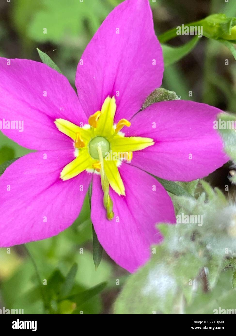 Meadow Pink (Sabatia campestris Stock Photo - Alamy