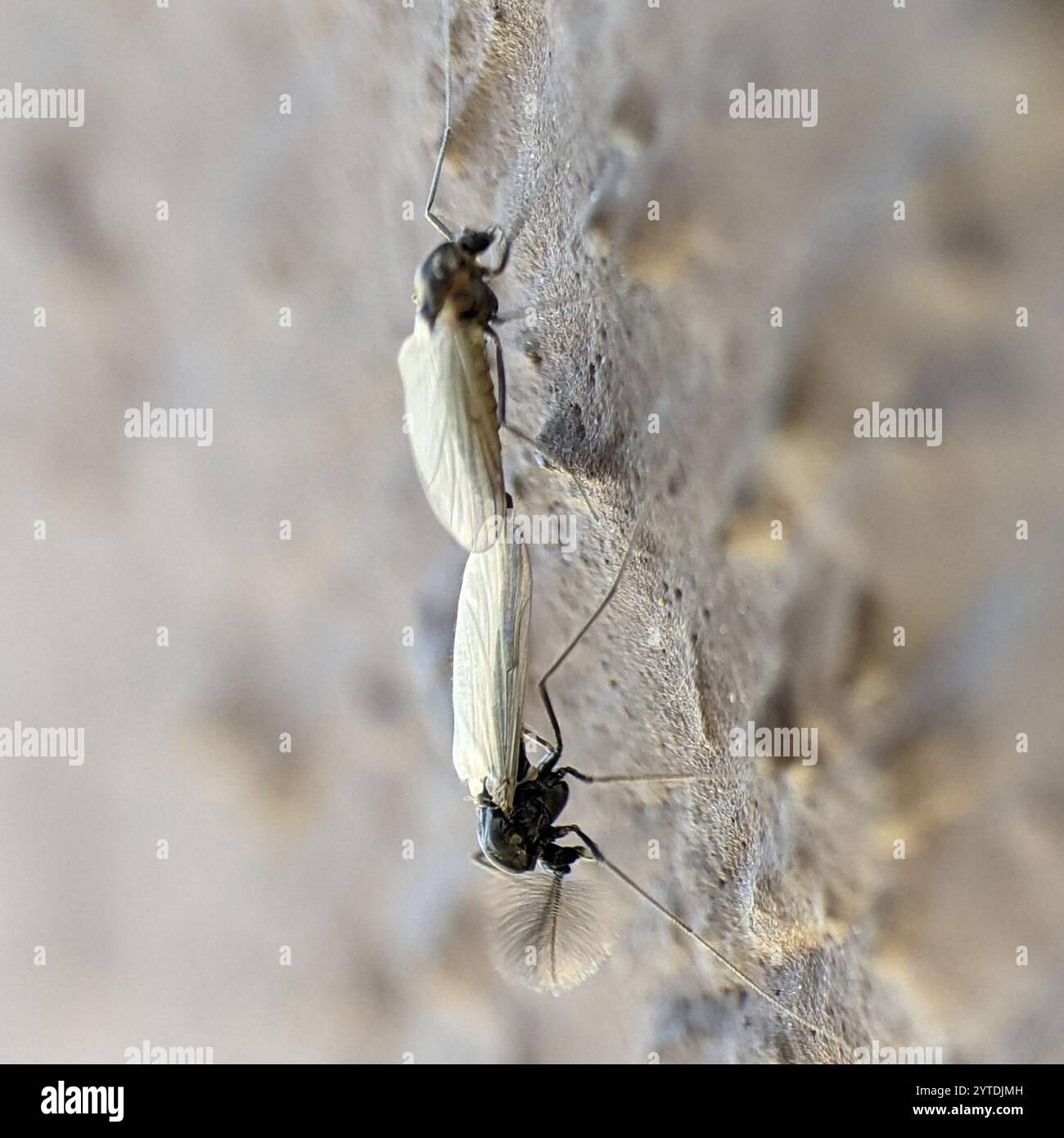 Winter Midges (Diamesa Stock Photo - Alamy