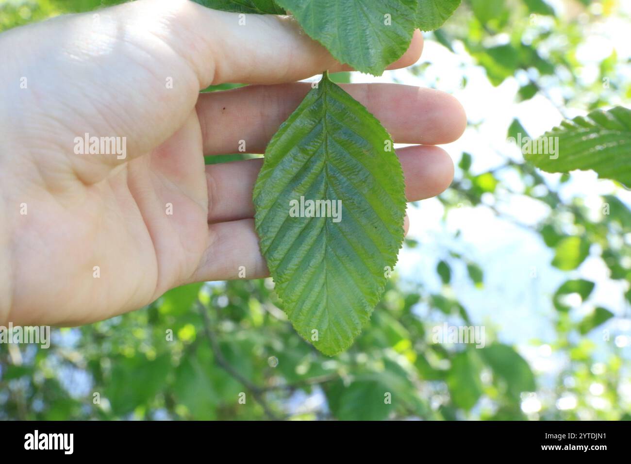 white alder (Alnus rhombifolia Stock Photo - Alamy