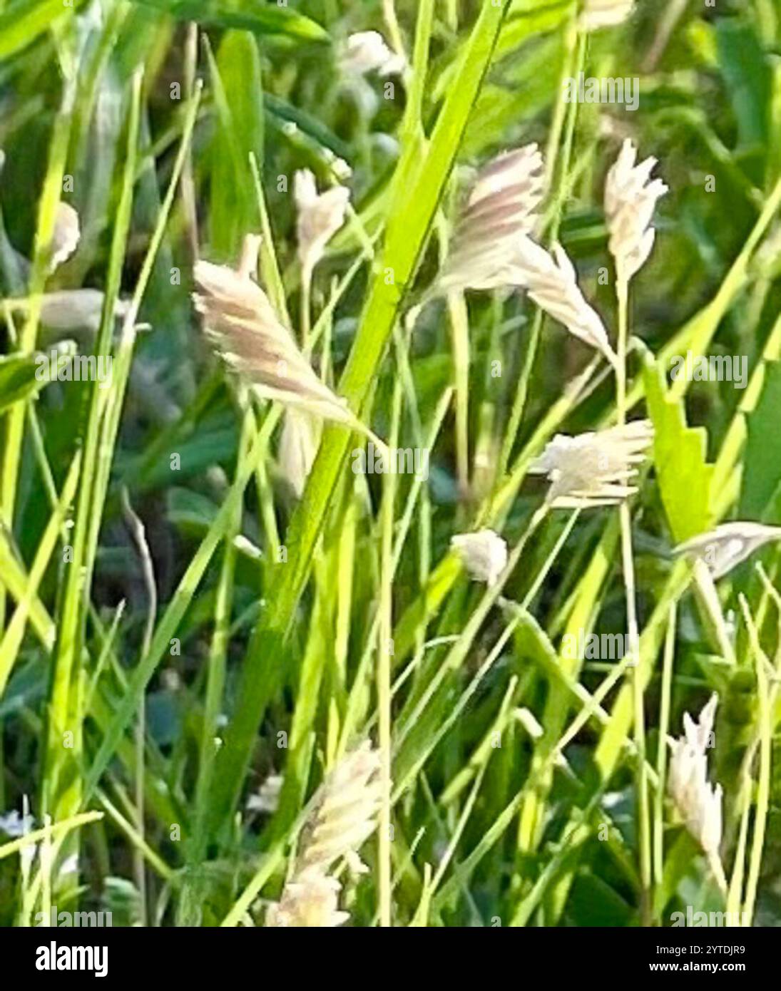 buffalograss (Bouteloua dactyloides Stock Photo - Alamy
