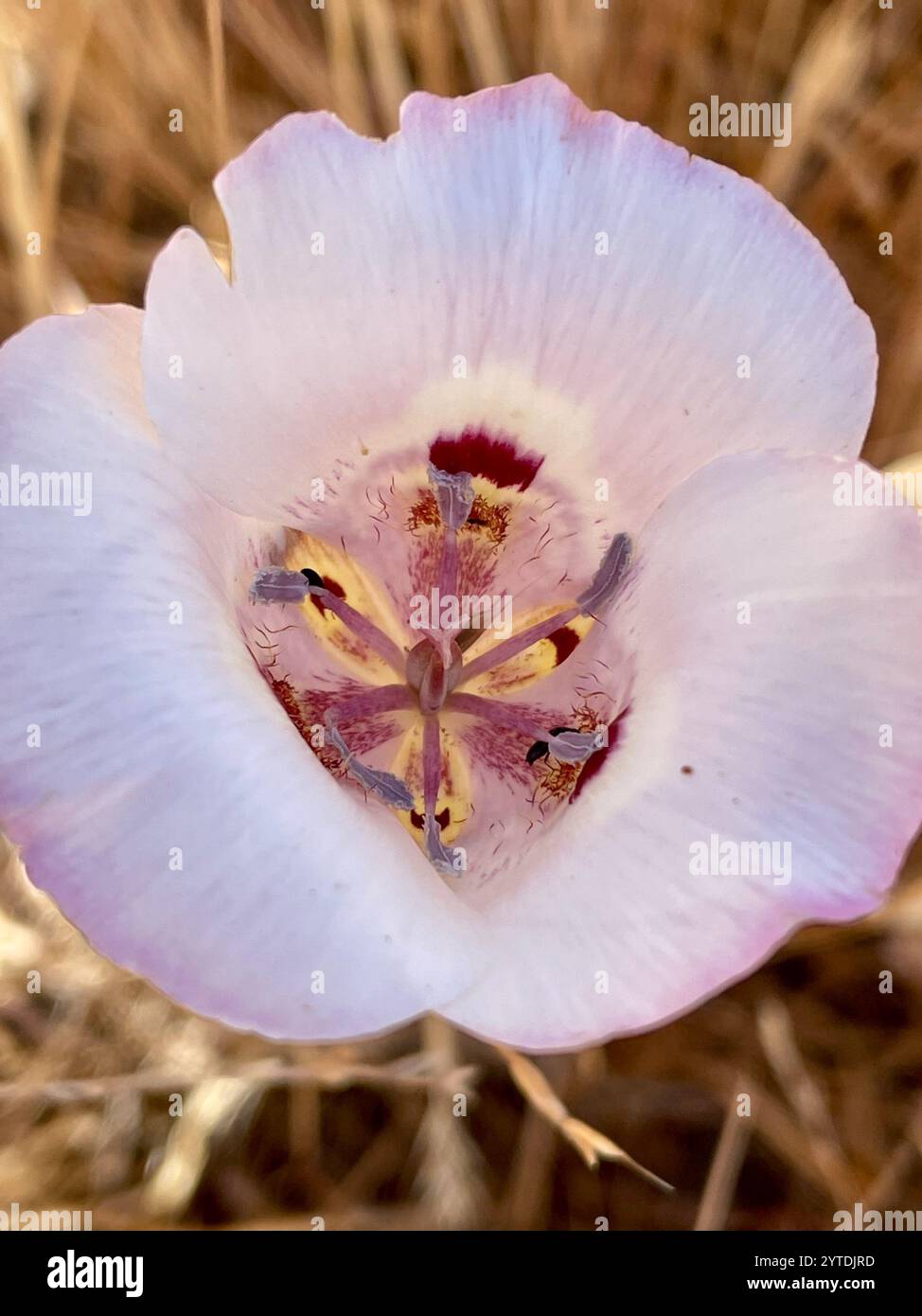 clay mariposa lily (Calochortus argillosus Stock Photo - Alamy