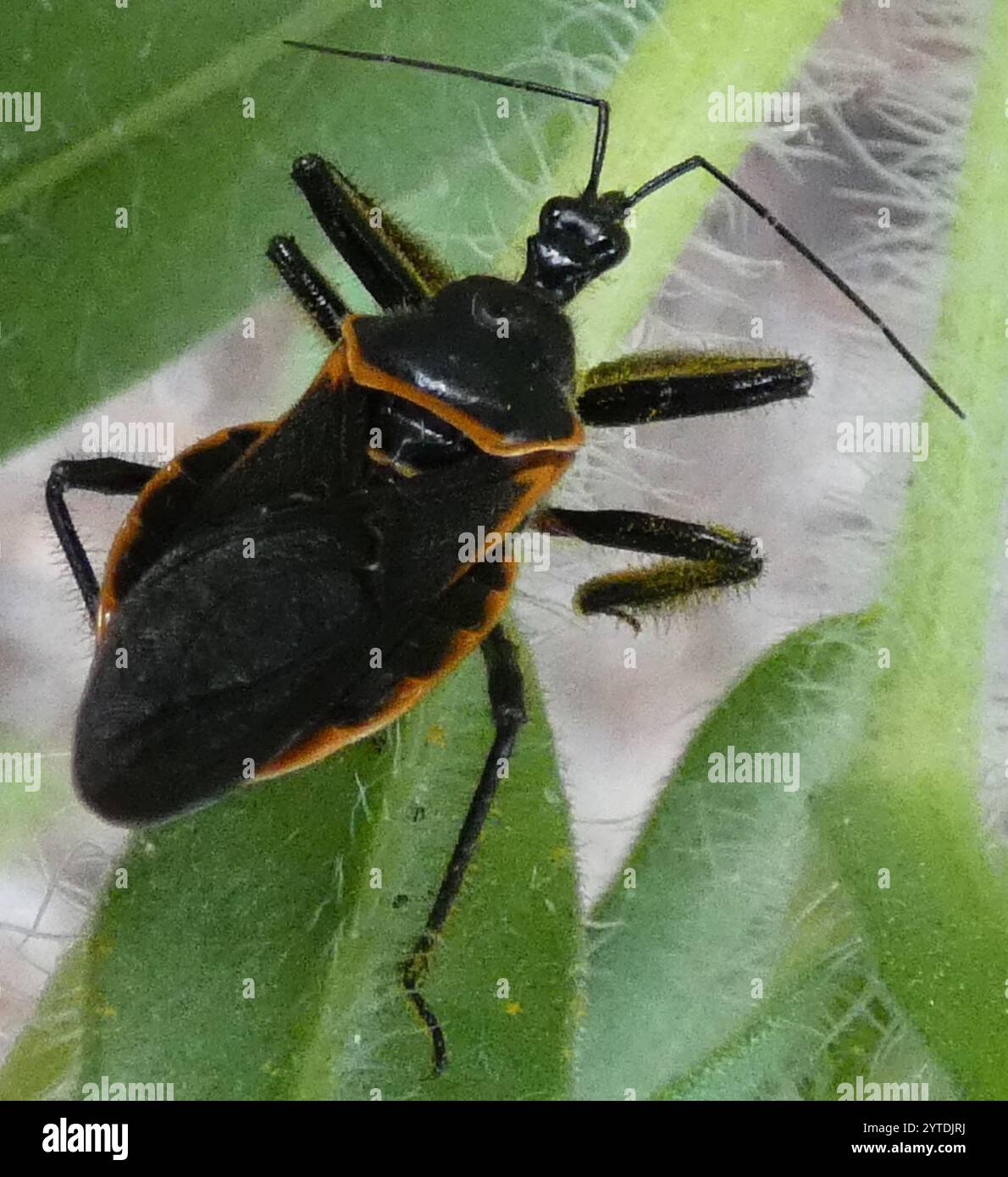 Eastern Bee Assassin (Apiomerus crassipes Stock Photo - Alamy