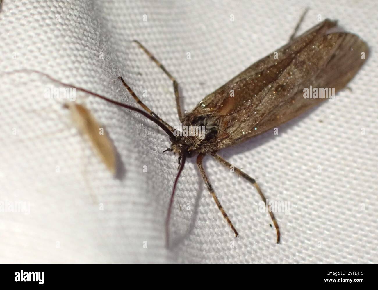 Giant Casemaker Caddisflies (Phryganeidae Stock Photo - Alamy