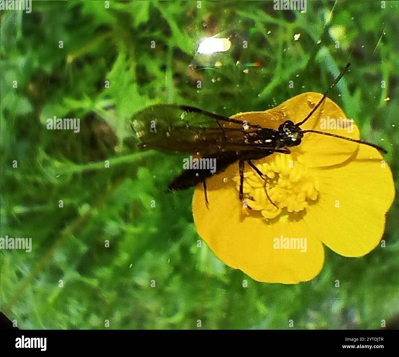 Stem Sawflies (Cephidae Stock Photo - Alamy