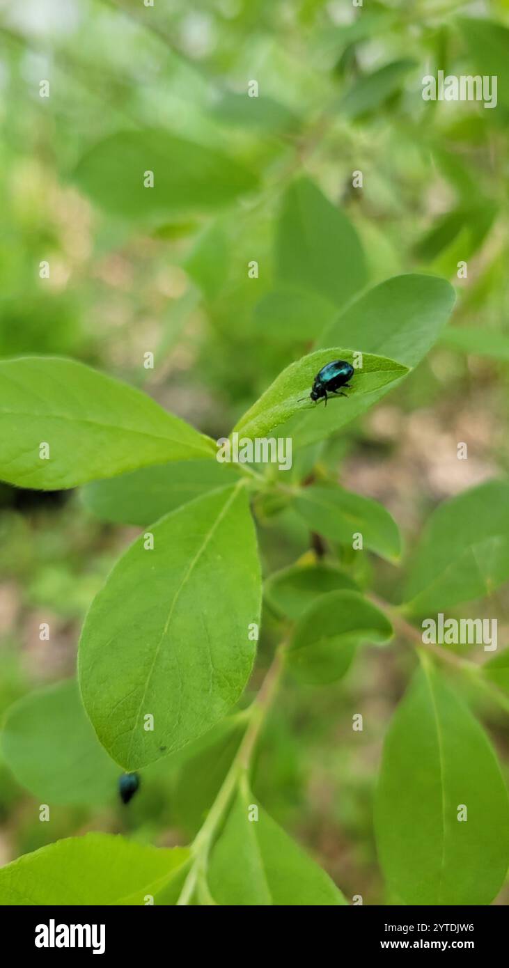Willow Leaf Beetle (Plagiodera versicolora Stock Photo - Alamy