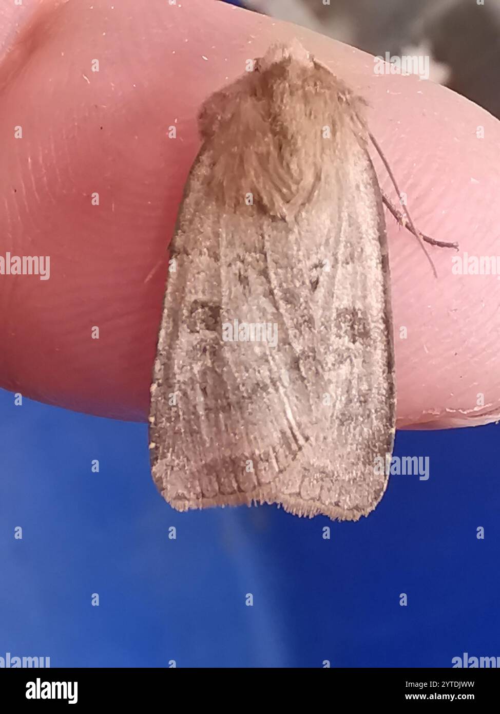 Small Square-spot (Diarsia rubi Stock Photo - Alamy