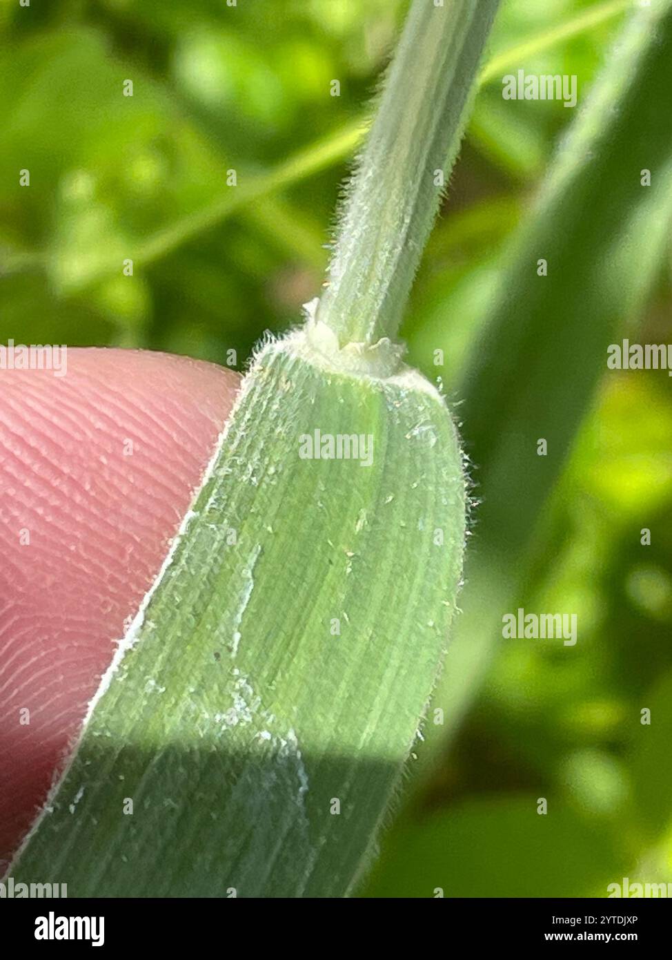 Yorkshire fog (Holcus lanatus Stock Photo - Alamy