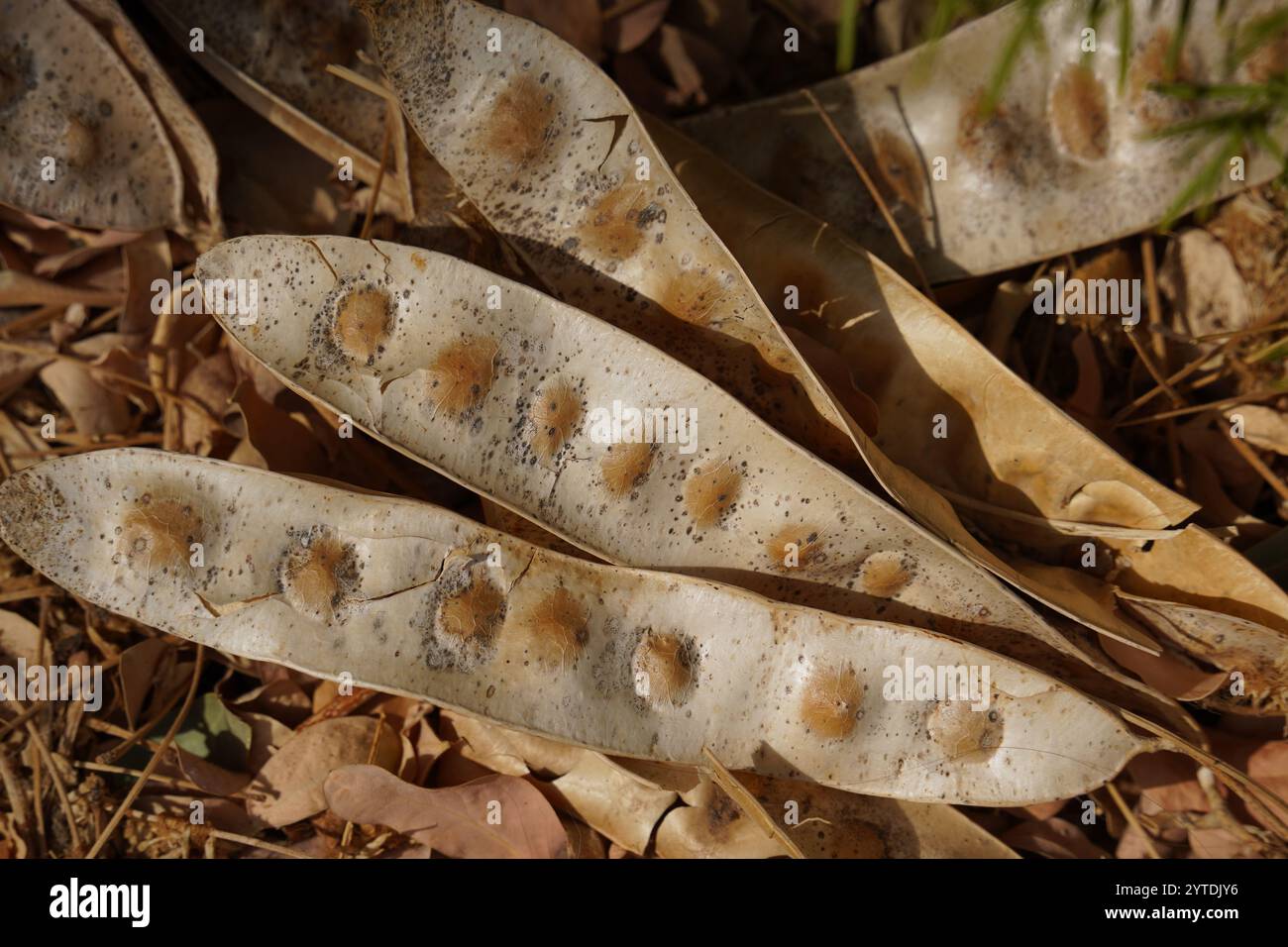 Pods from the Albizia lebbeck tree is brown and long with seeds inside ...
