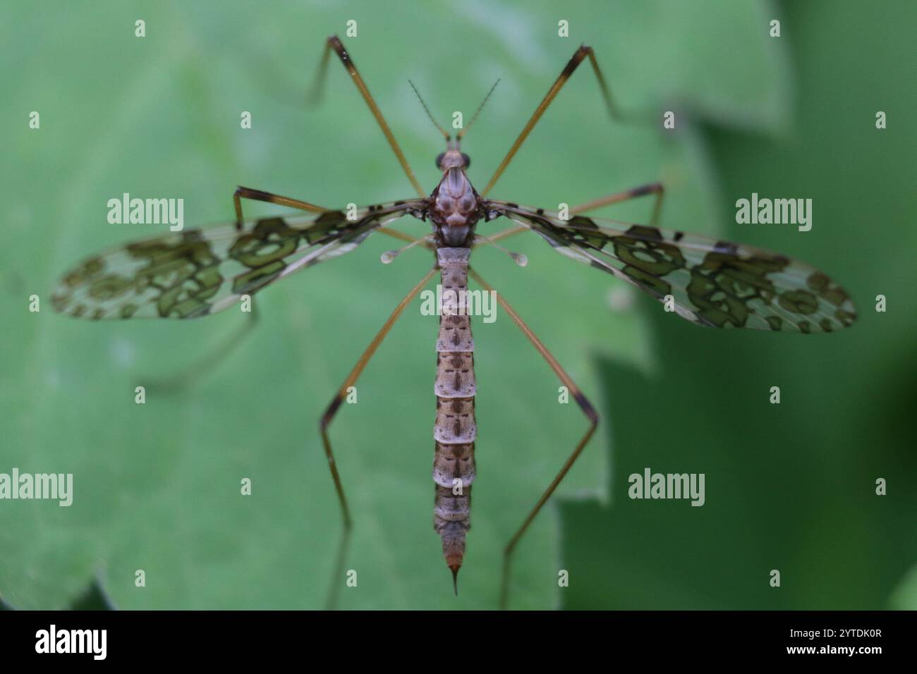 Band-winged Crane Fly (Epiphragma fasciapenne Stock Photo - Alamy