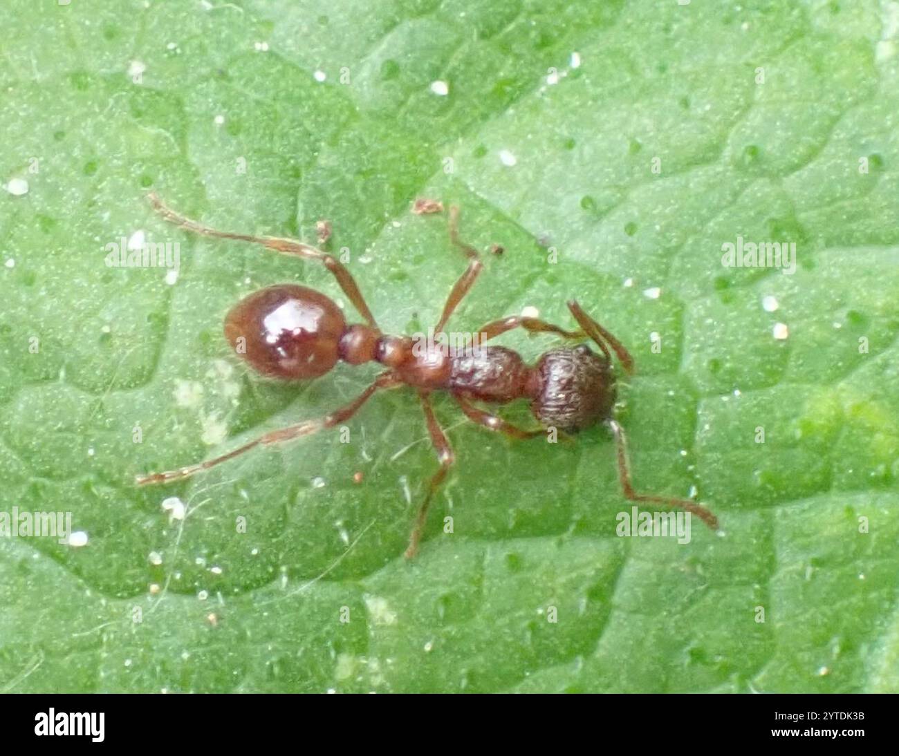 European fire ant (Myrmica rubra Stock Photo - Alamy