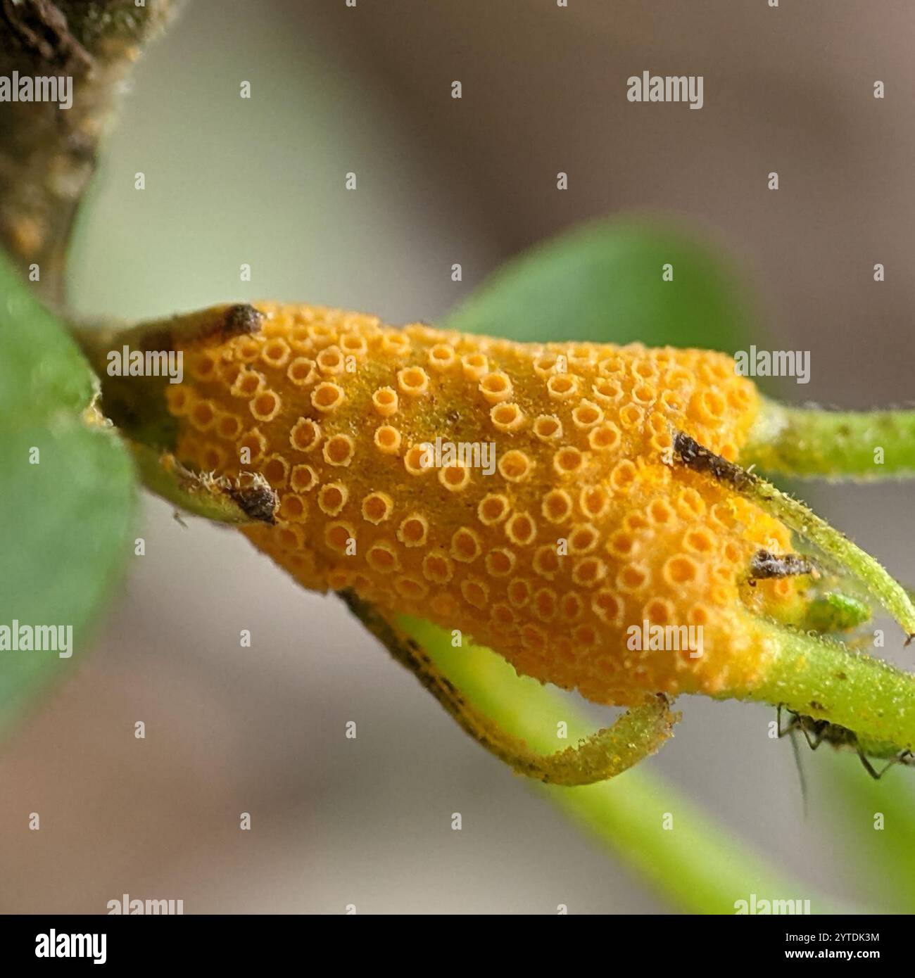 Crown Rust (Puccinia coronata Stock Photo - Alamy