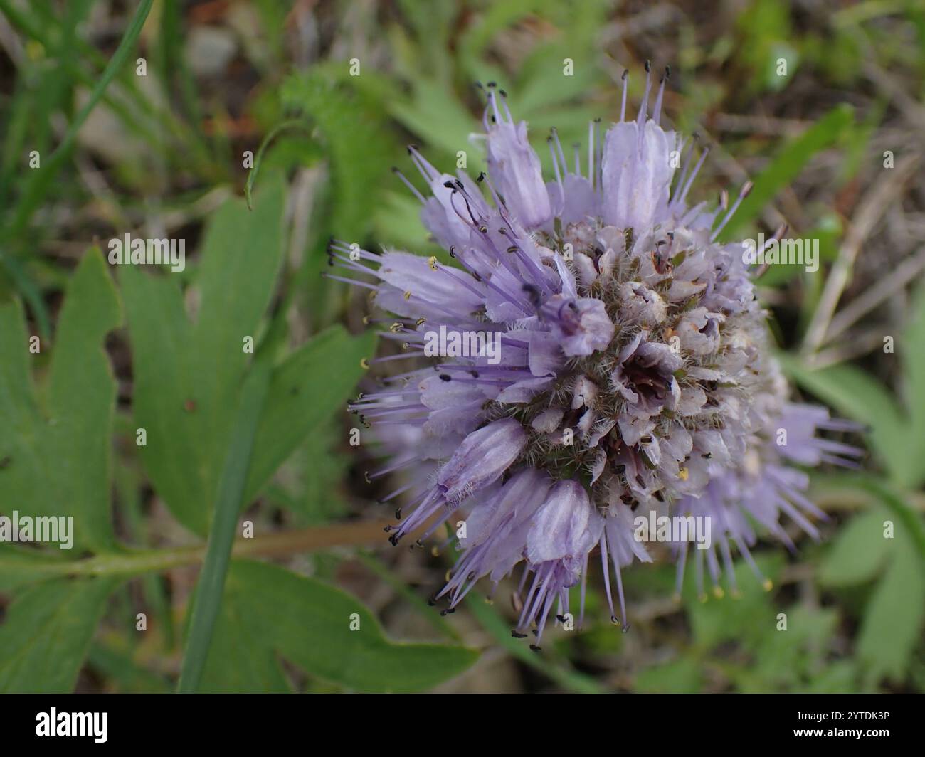 ballhead waterleaf (Hydrophyllum capitatum Stock Photo - Alamy