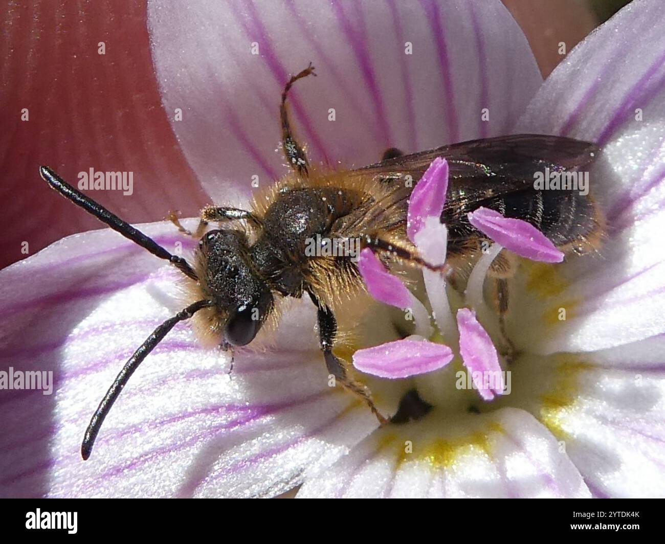 Mining Bees (Andrena Stock Photo - Alamy