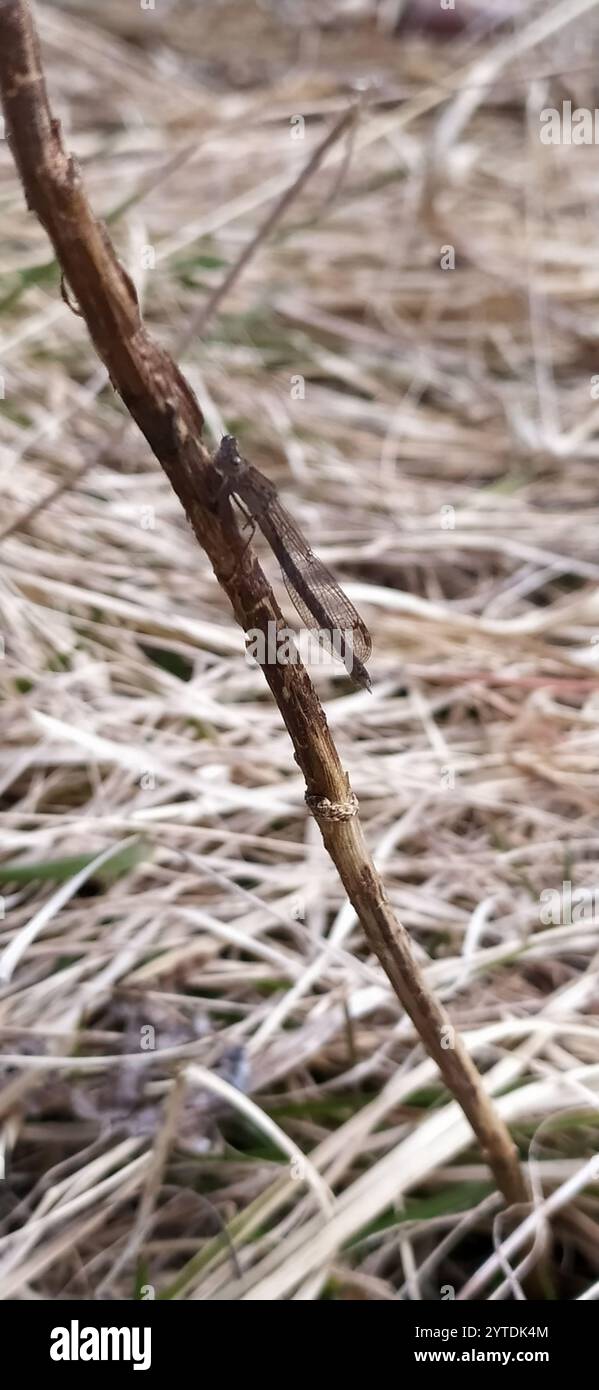Siberian Winter Damsel (Sympecma paedisca Stock Photo - Alamy