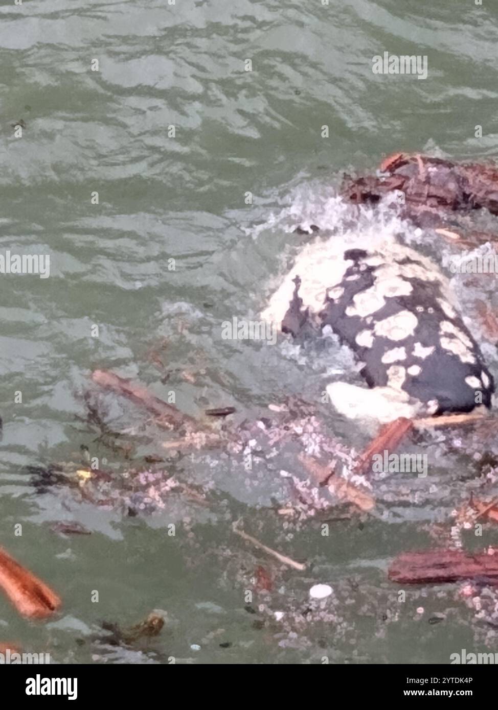 Eared Seals (Otariidae Stock Photo - Alamy