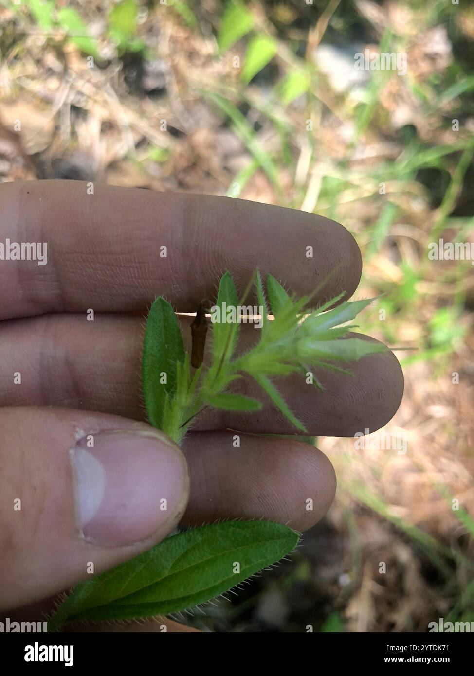Virginia marbleseed (Lithospermum virginianum Stock Photo - Alamy